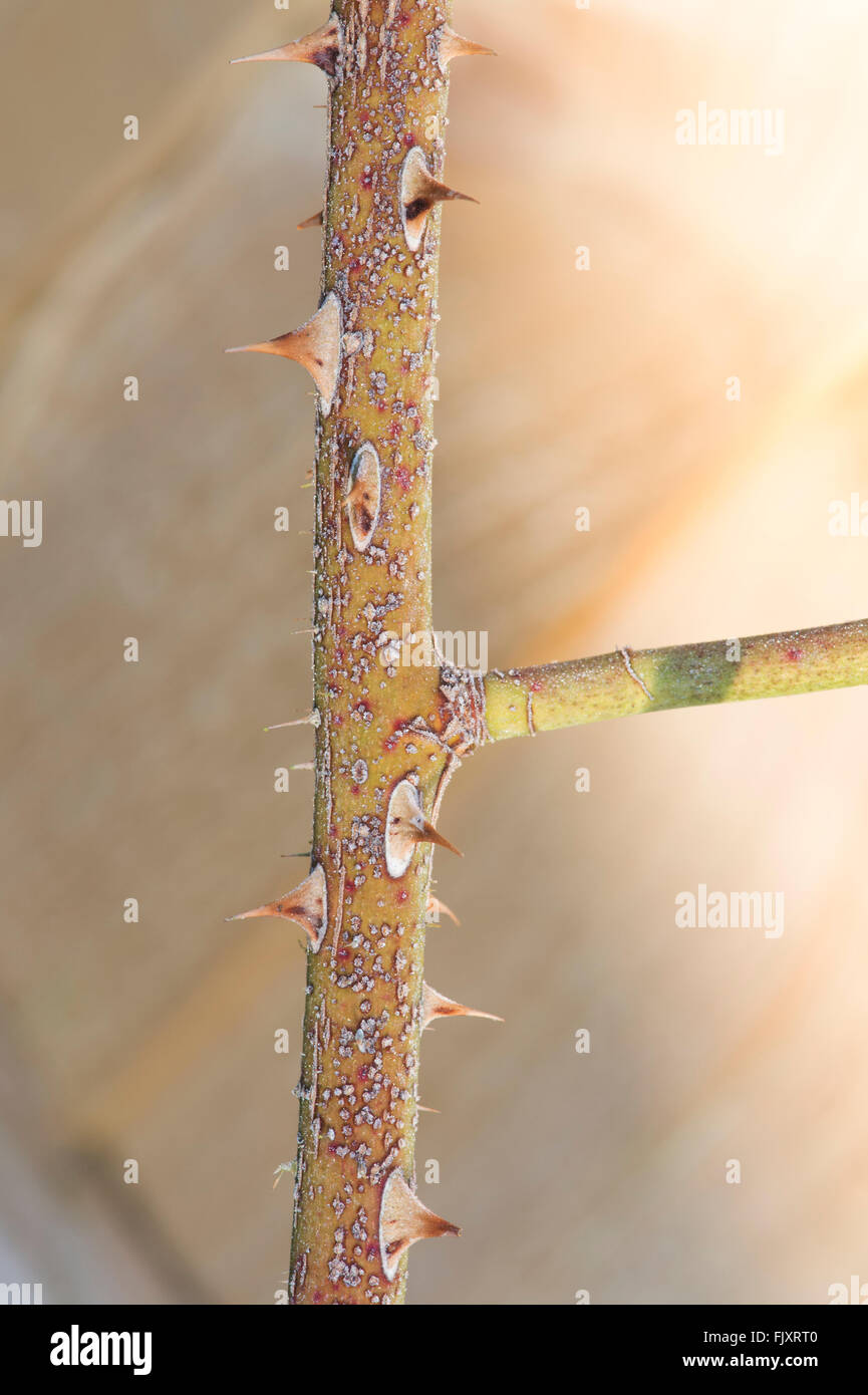 Rose with thorns hi-res stock photography and images - Alamy