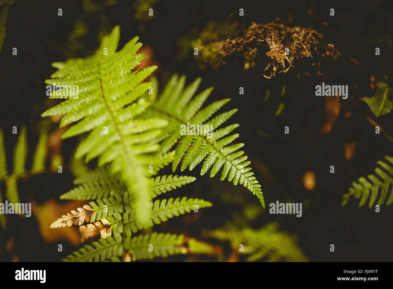 Close up of fern Stock Photo - Alamy