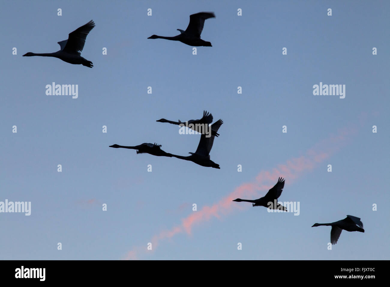 Flying geese sunset hi-res stock photography and images - Alamy