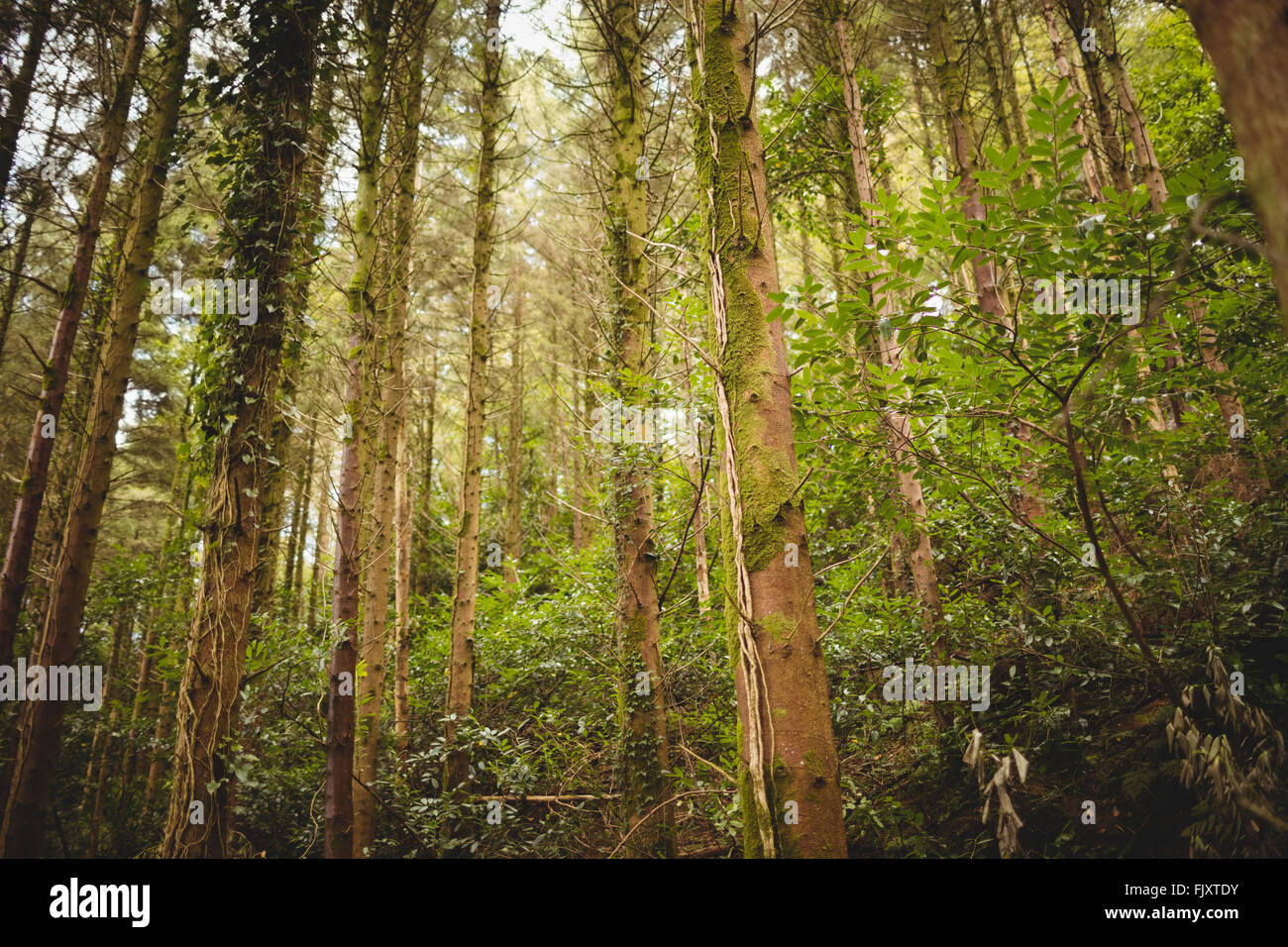 A view of lush forest Stock Photo - Alamy