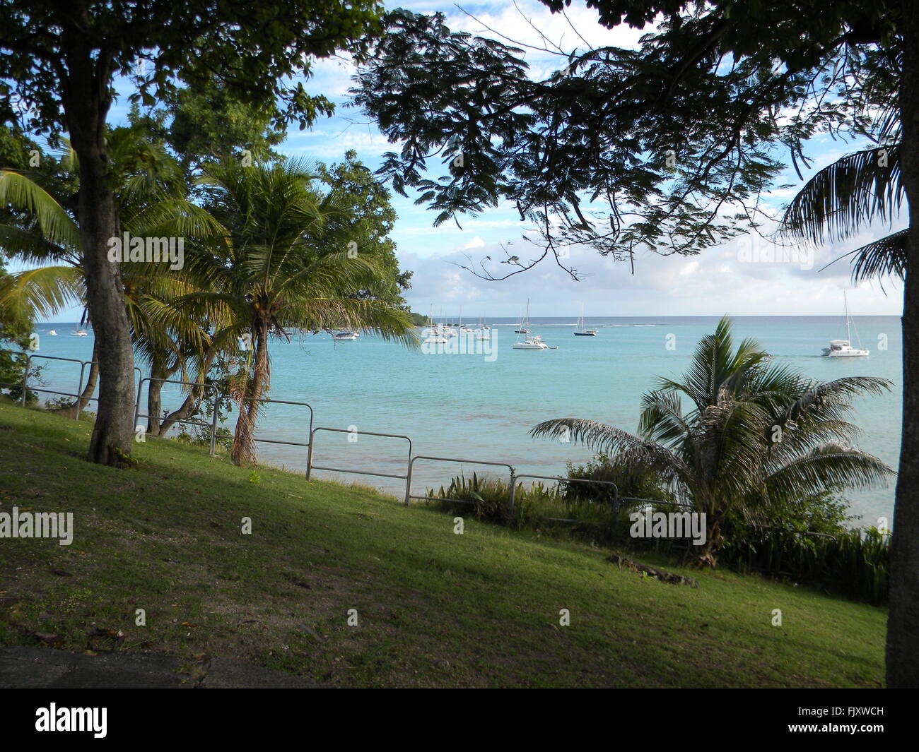 Trees Growing By Sea Stock Photo - Alamy