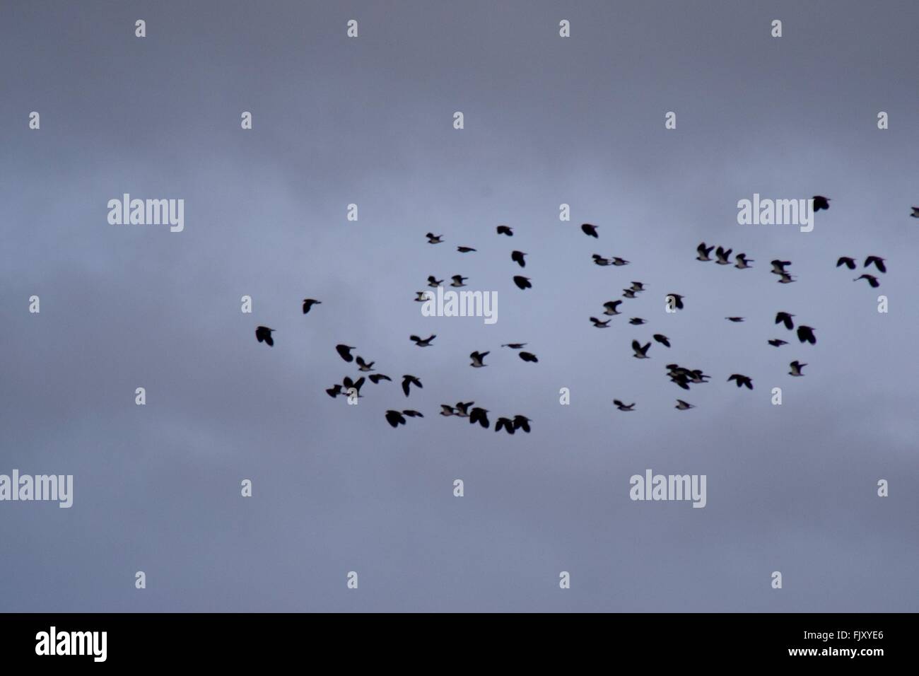 Large birds in sky hi-res stock photography and images - Alamy