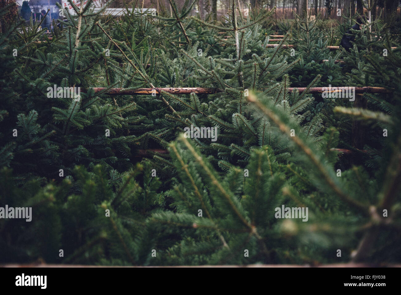 Fir Trees Close Up High Resolution Stock Photography and Images - Alamy