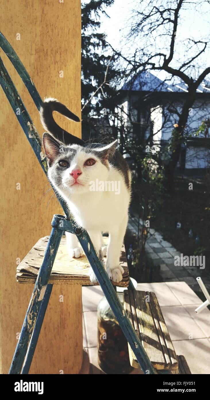 Close-Up Of Cat Standing On Step Ladder By Wall Stock Photo - Alamy