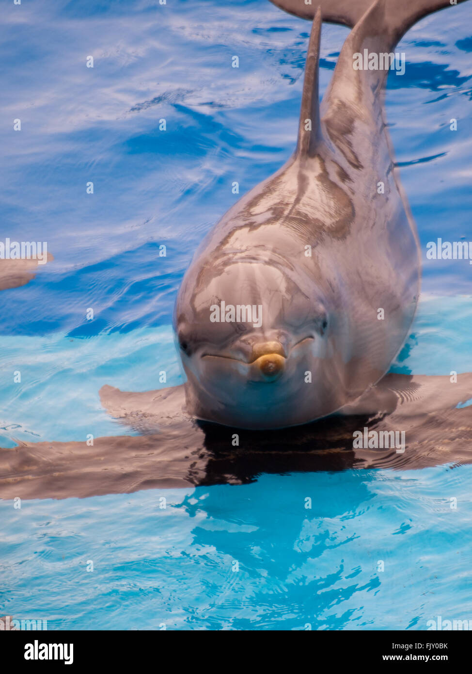 Dolphin In Captivity High Resolution Stock Photography and Images - Alamy