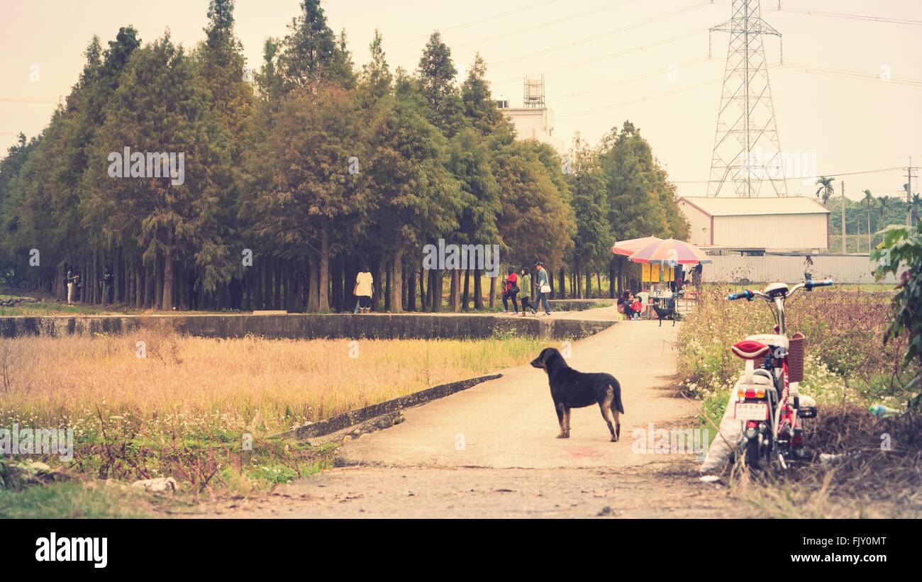 Dog On Footpath Stock Photo - Alamy