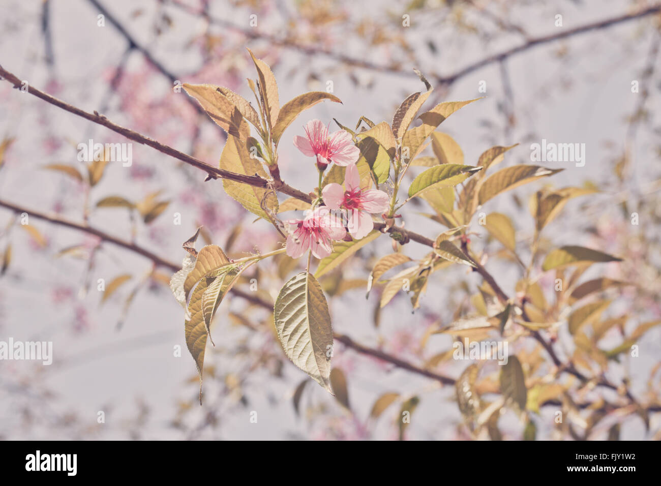 Wild Himalayan Cherry Stock Photo - Alamy