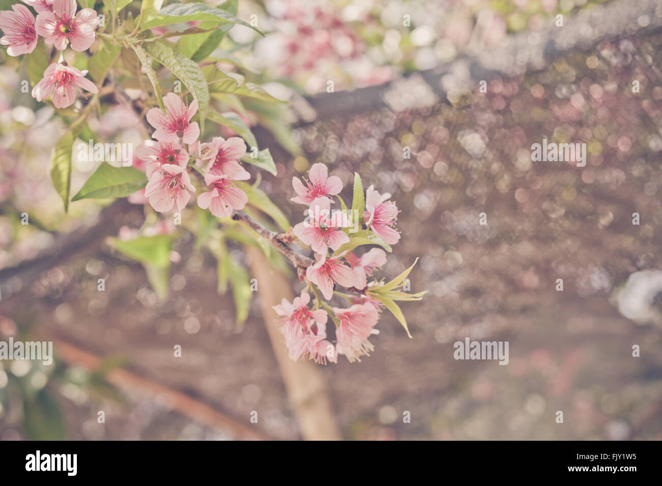 Himalayan cherry tree hi-res stock photography and images - Alamy