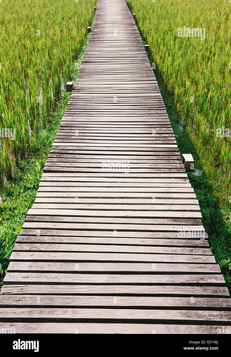 The path between rice field Stock Photo - Alamy