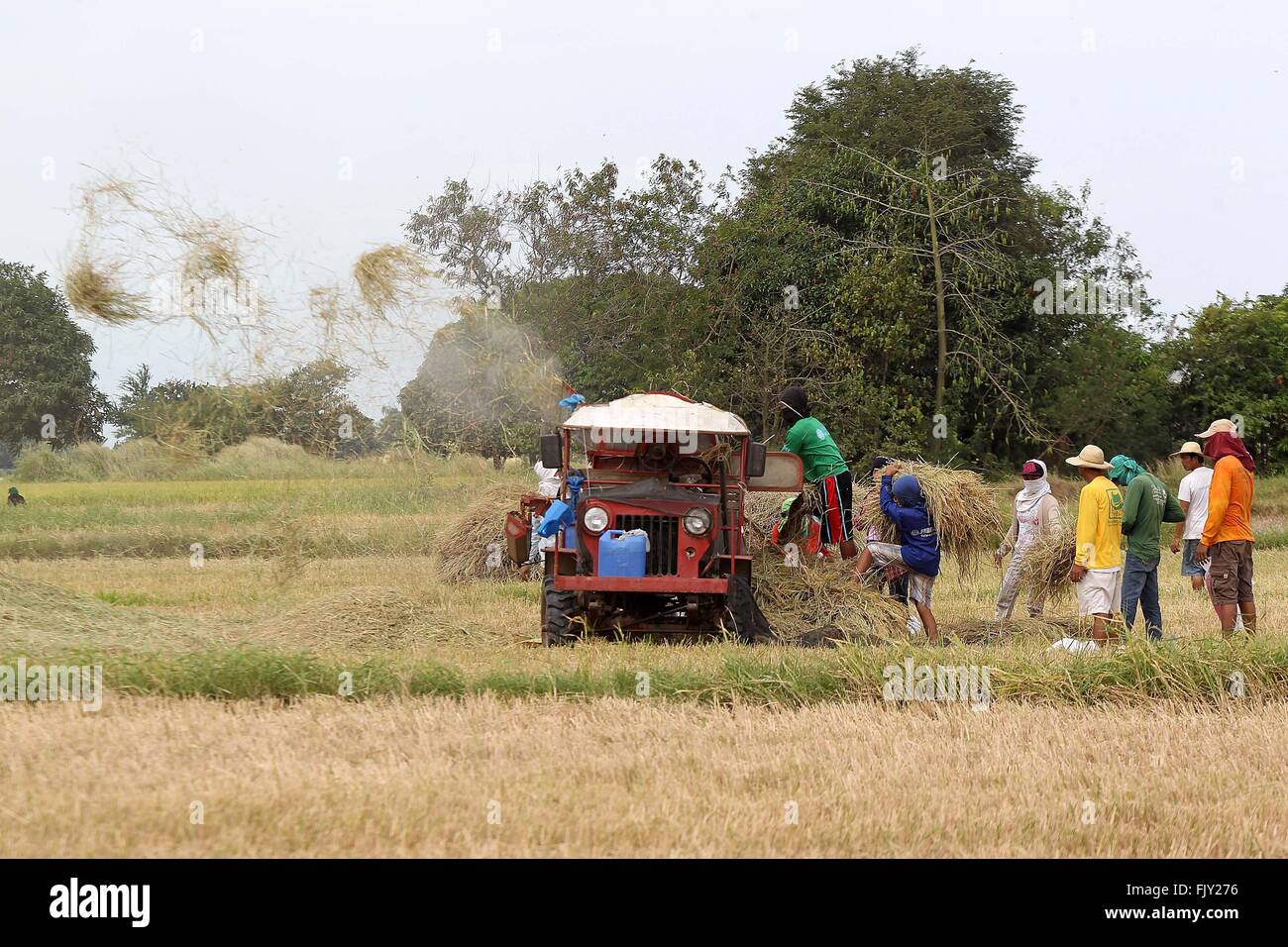 Bulacan Province, Philippines. 3rd Mar, 2016. Farmers harvest rice at a ...