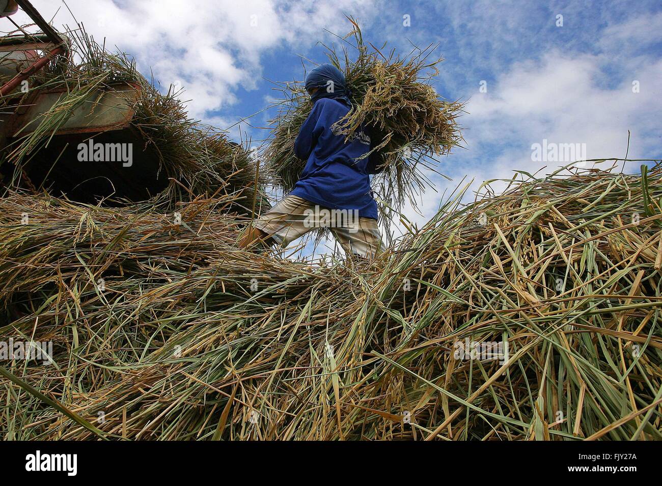 Bulacan Province, Philippines. 3rd Mar, 2016. A farmer harvests rice at ...