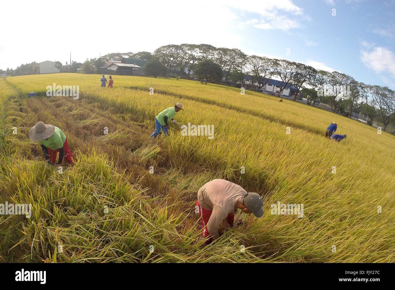 Bulacan Province, Philippines. 3rd Mar, 2016. Farmers harvest rice at a ...
