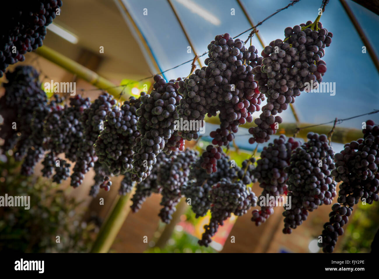 Grapes bunches in greenhouse bunch hi-res stock photography and images ...