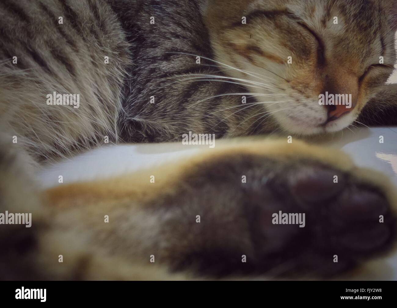 Sleeping tabby cat hi-res stock photography and images - Alamy