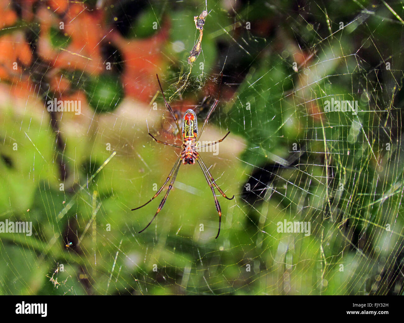 Jesus Spider High Resolution Stock Photography and Images - Alamy