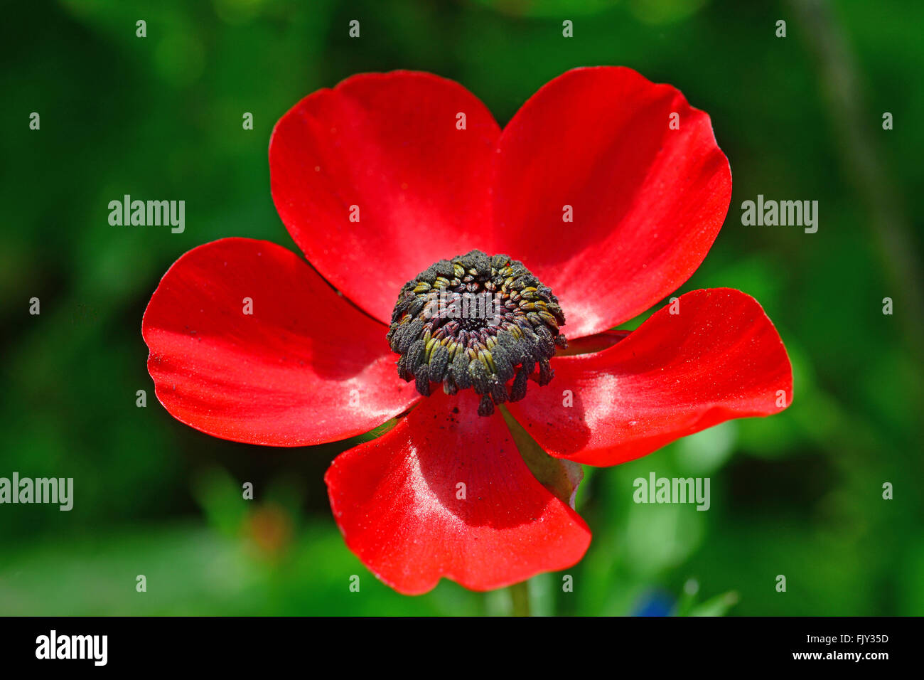 Buttercup wild flower, Ranunculus asiaticus Stock Photo - Alamy