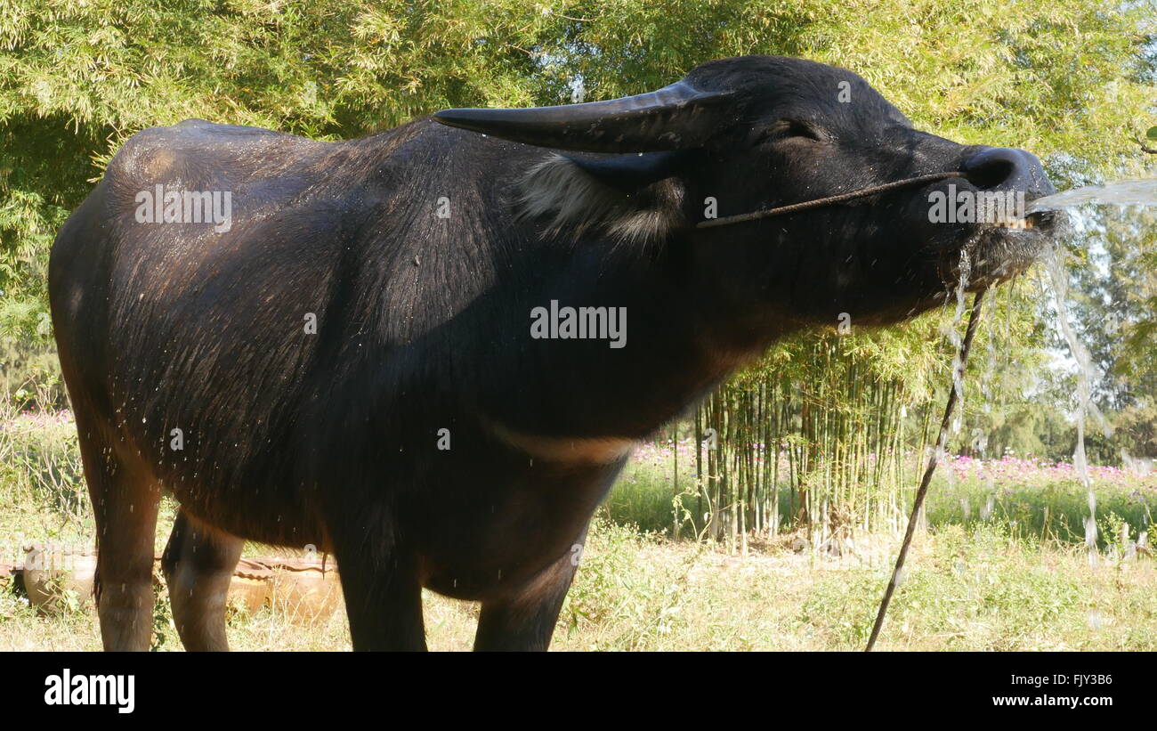 Black Water Buffalo Drinking Water On Field Stock Photo - Alamy