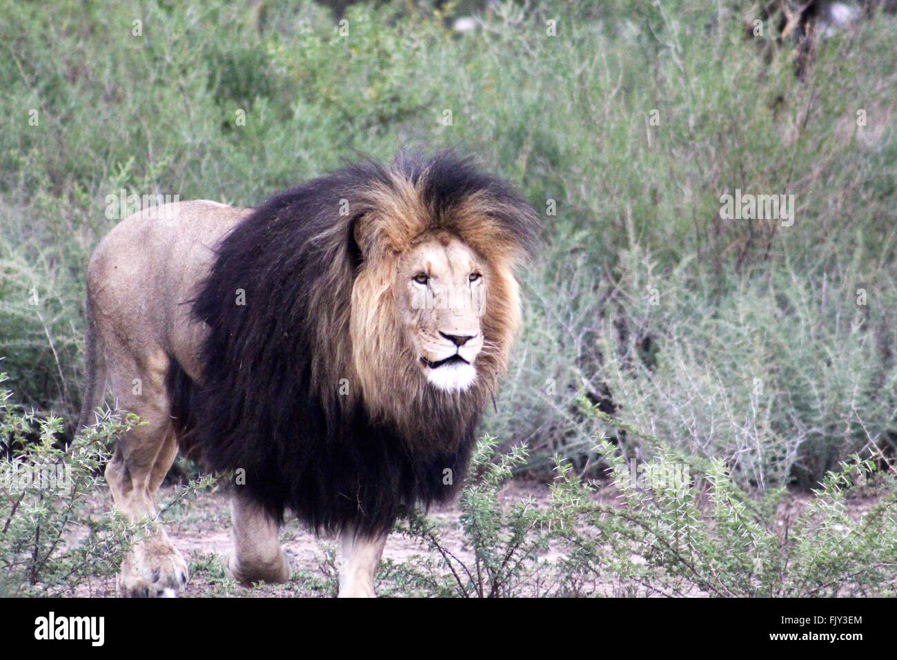 Lion field animals in wild hi-res stock photography and images - Alamy