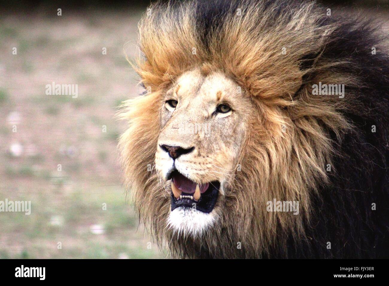 Lion field animals in wild hi-res stock photography and images - Alamy