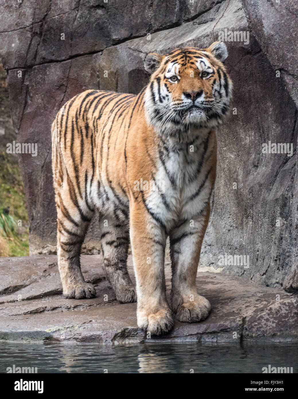Tiger Rock Water High Resolution Stock Photography and Images - Alamy