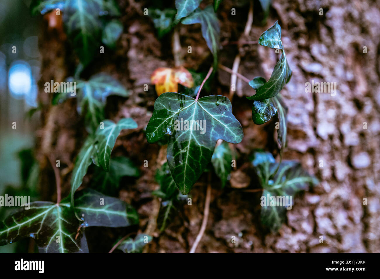 Creeper Plant Growing Tree Tree Trunk High Resolution Stock Photography ...
