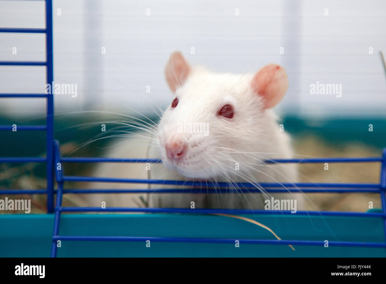 Very cute pet hi-res stock photography and images - Alamy