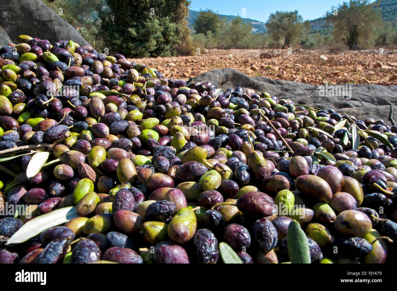 Pile of olives, Rich crop Stock Photo - Alamy