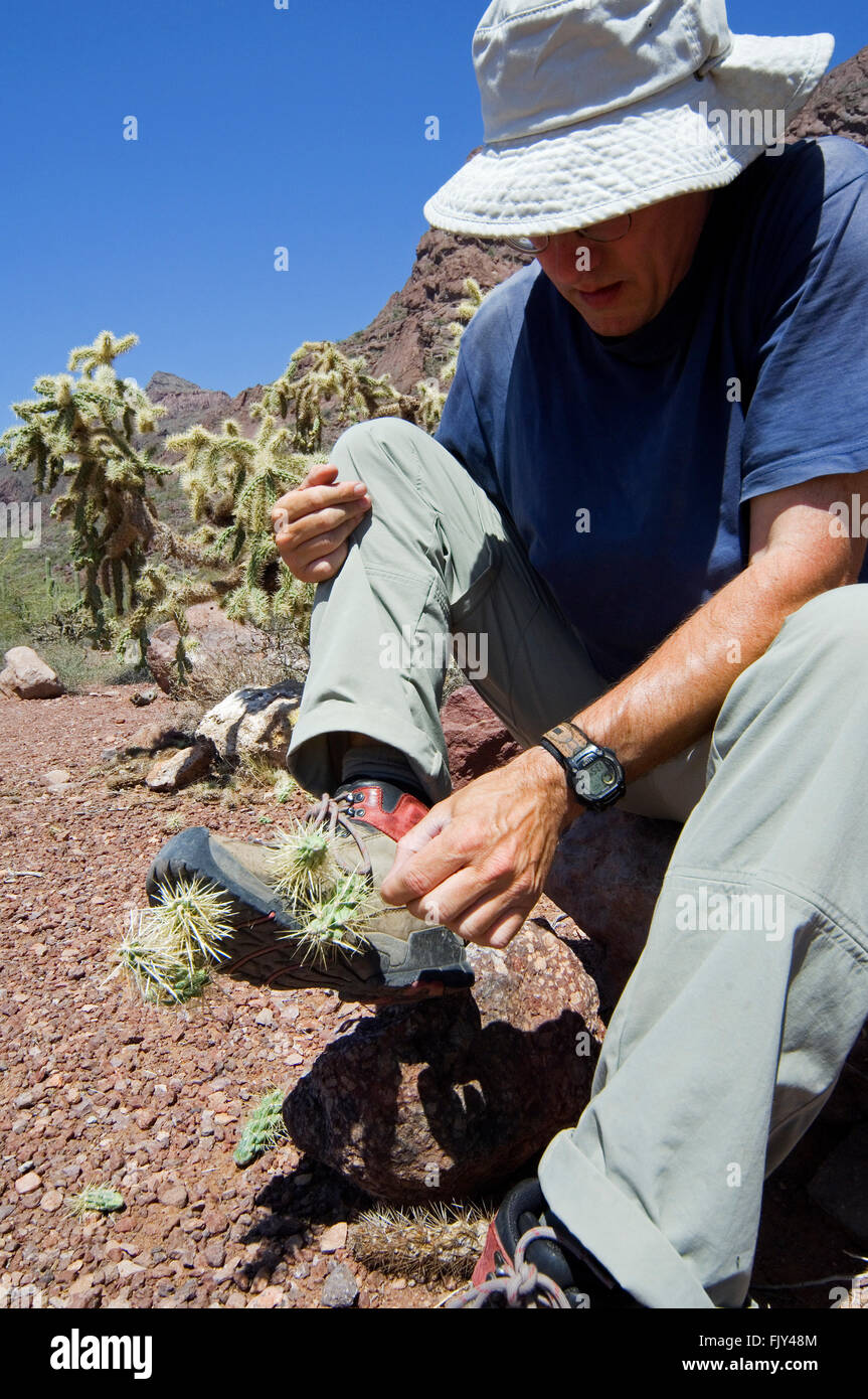 Hiker removes fallen spiny fruit of the hanging chain cholla / jumping ...