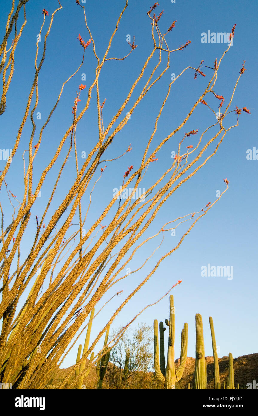 Ocotillo / coachwhip / candlewood (Fouquieria splendens / Fouquieria ...