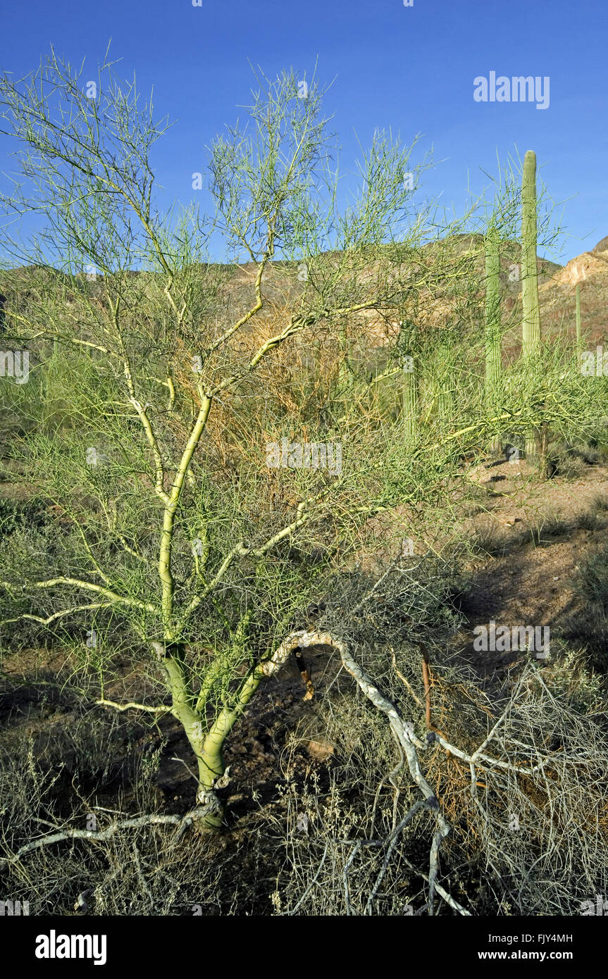 Foothill palo verde / yellow paloverde (Parkinsonia microphylla ...
