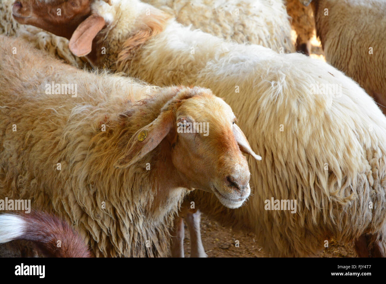 Sheep corral hi-res stock photography and images - Alamy