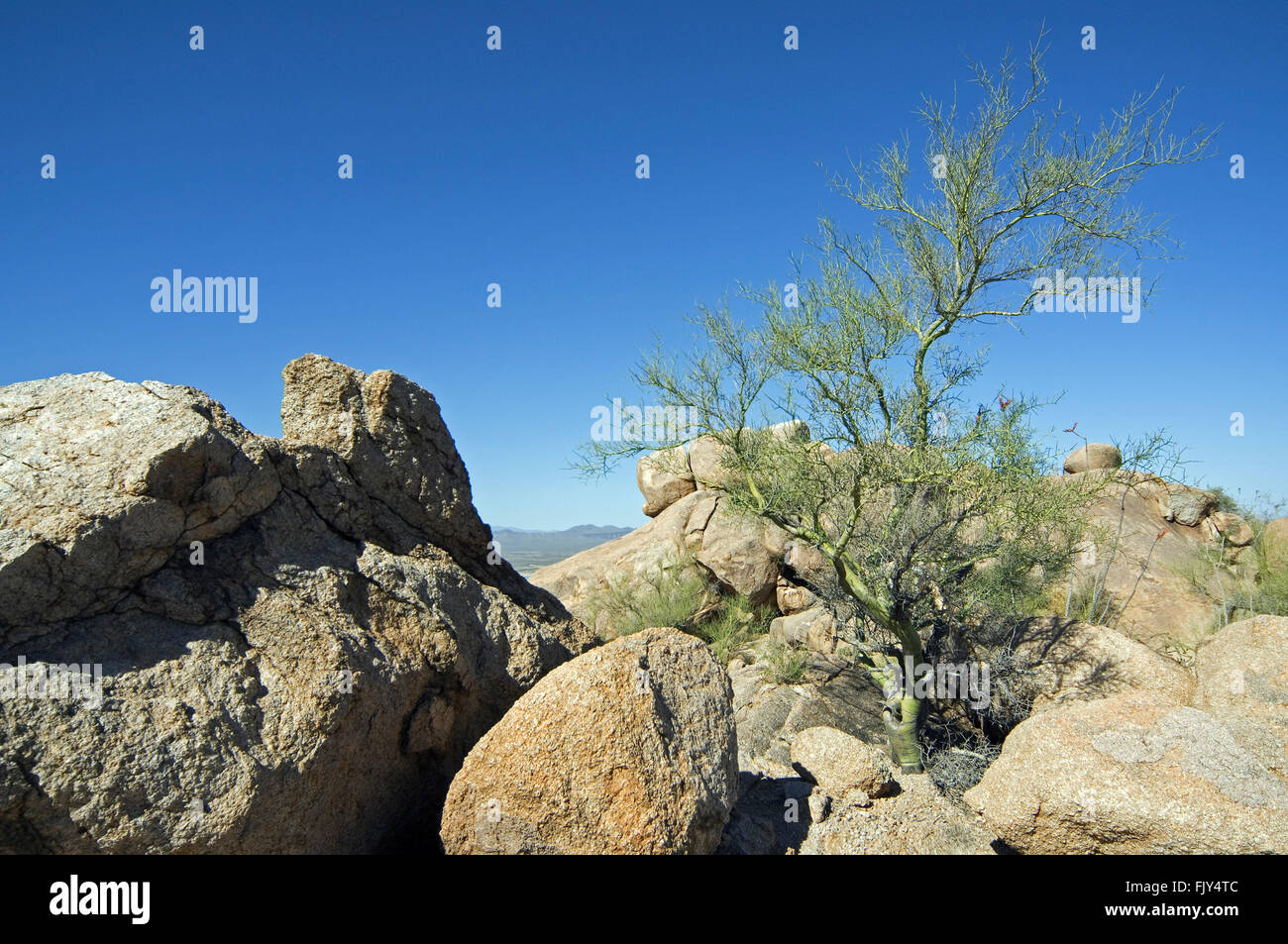 Foothill palo verde / yellow paloverde (Parkinsonia microphylla ...