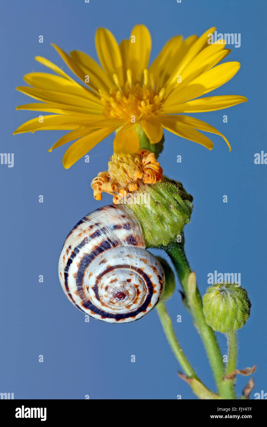 Snail and yellow flower Stock Photo - Alamy
