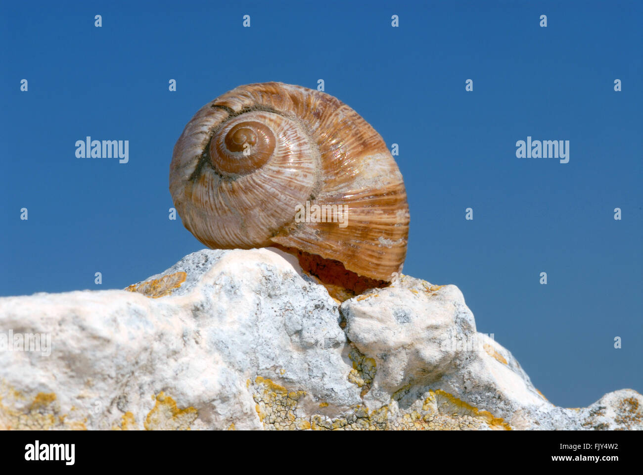 Snail on rock Stock Photo - Alamy