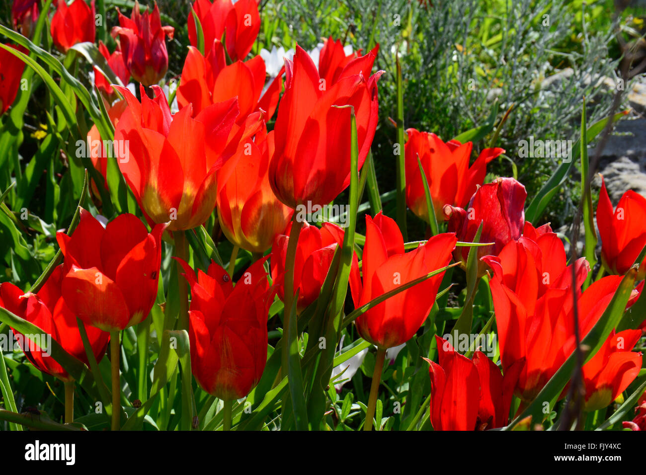 Group of wild tulips,Tulipa agenensis Stock Photo - Alamy