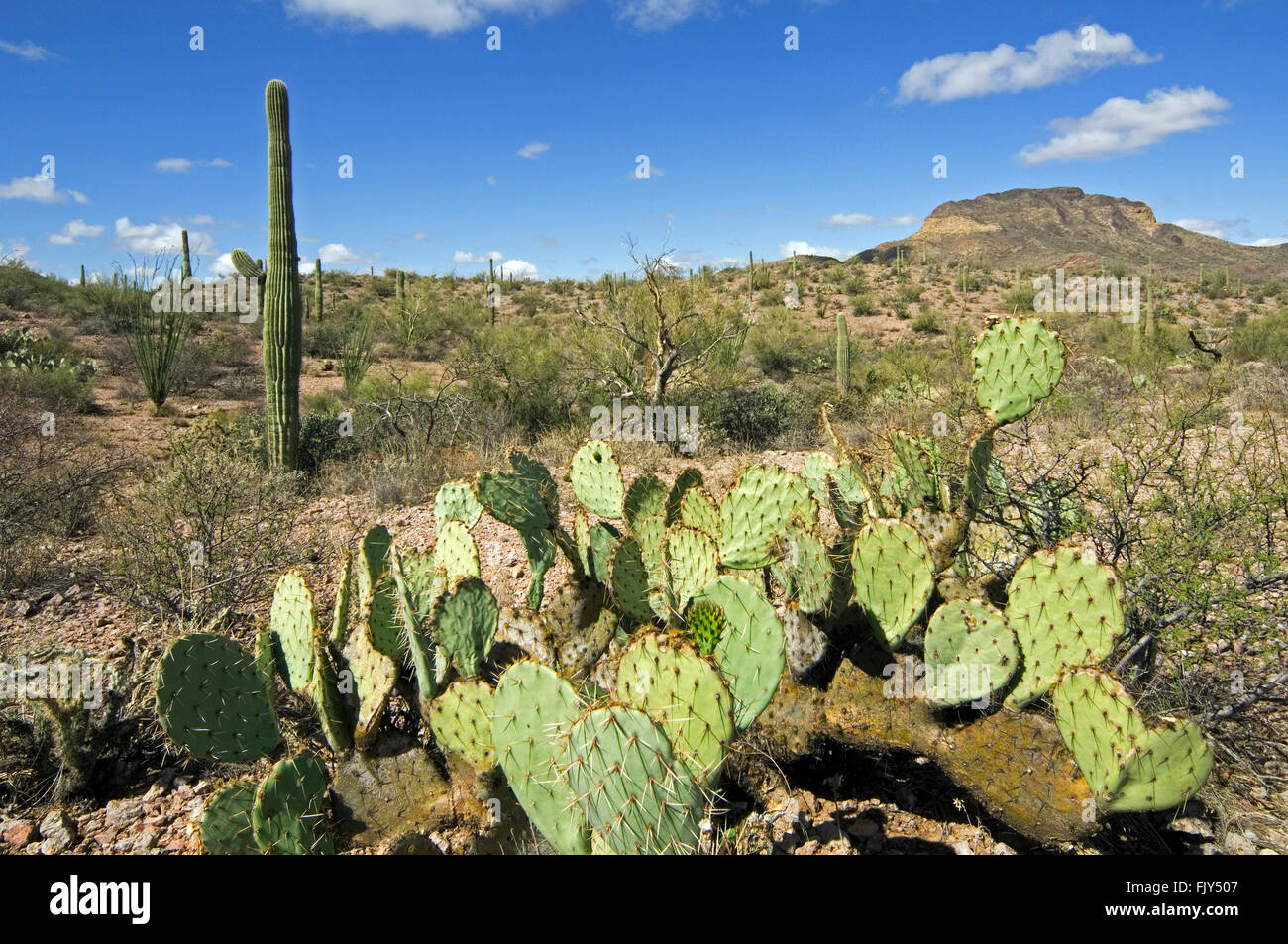 Engelmann's prickly pear / cow's tongue cactus (Opuntia engelmannii) in ...