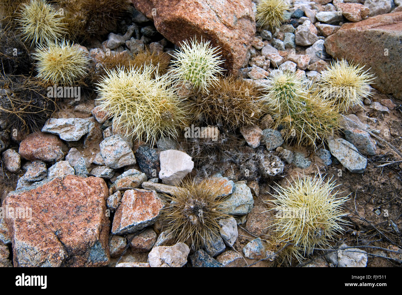 Cholla balls, fallen joints of the Teddybear Cholla (Opuntia bigelovii ...