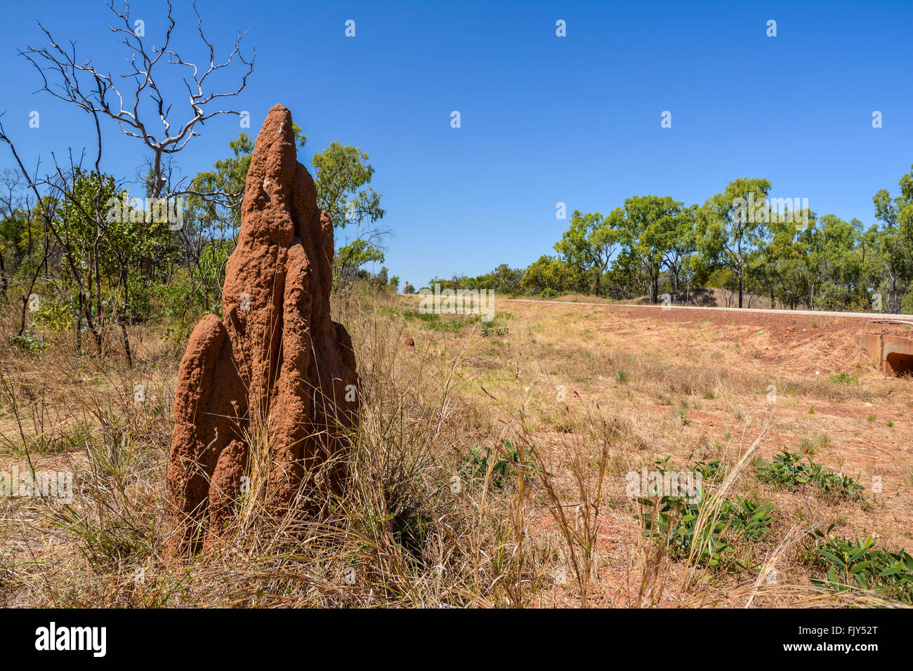 Termite mound in the outback of Queensland, Australia Stock Photo - Alamy