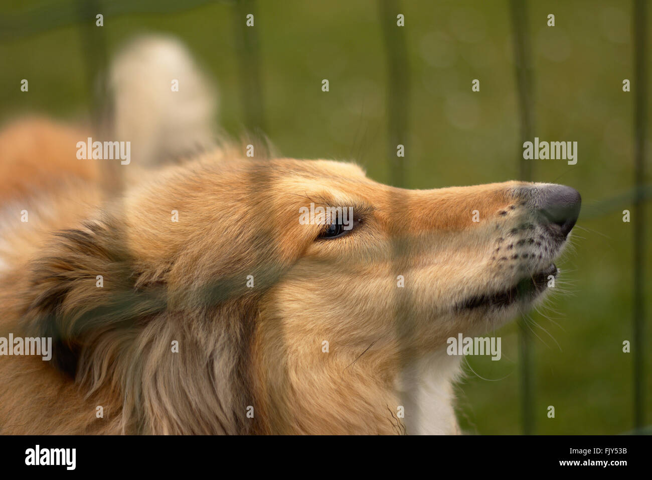 side view of a border collie behind a fence Stock Photo - Alamy