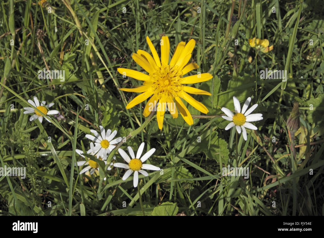 Yellow and yellow and white daisy flowers in a wild flower meadow, near ...
