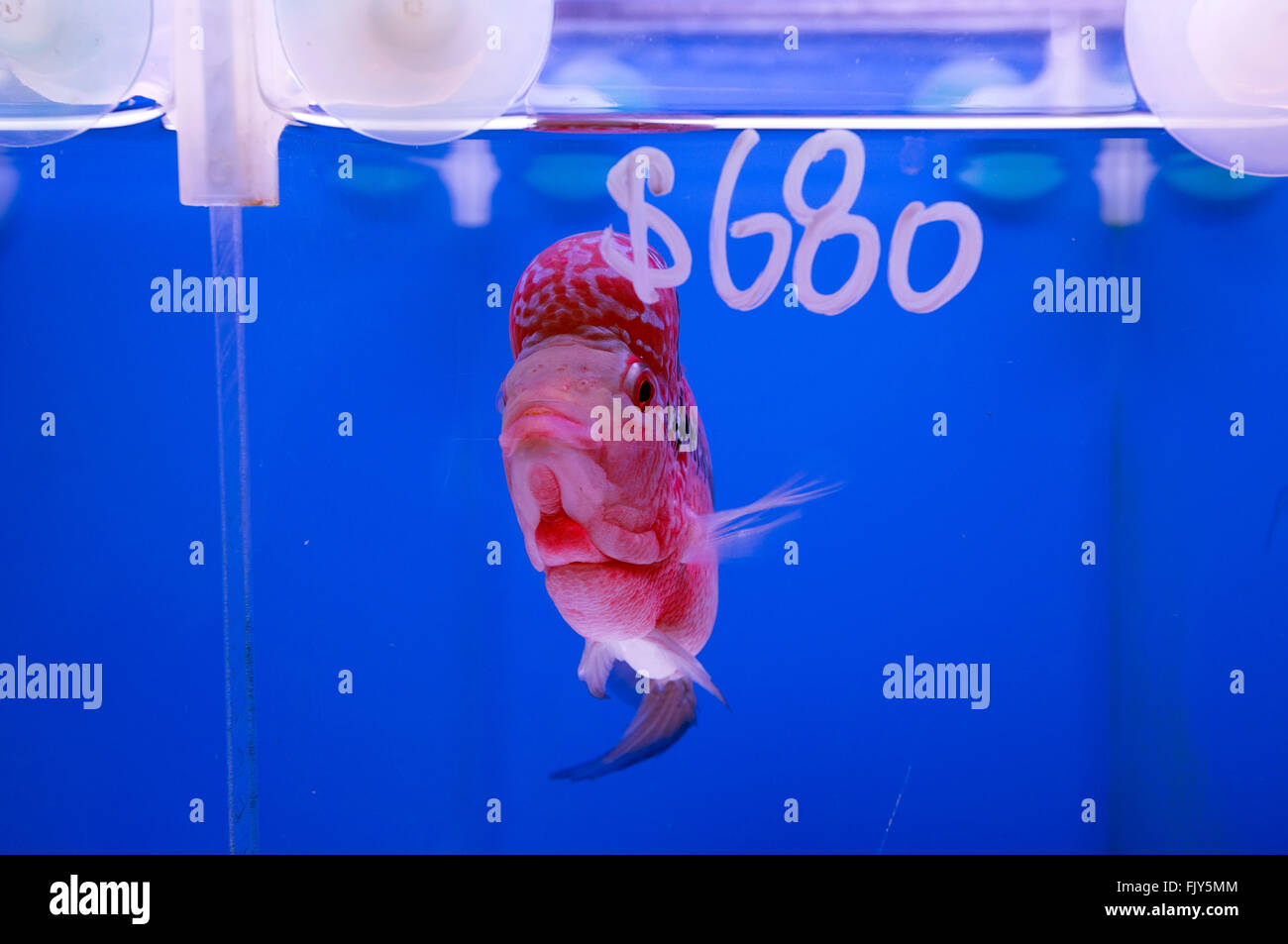 Tropical fish on sale at Tung Choi Street, better known as the Goldfish ...