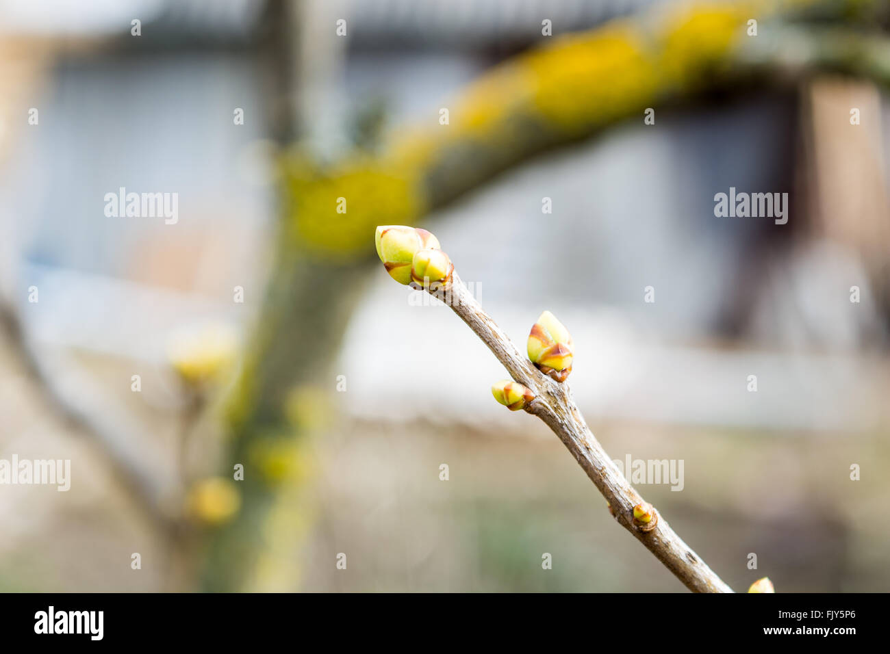 Buds shoot hi-res stock photography and images - Alamy