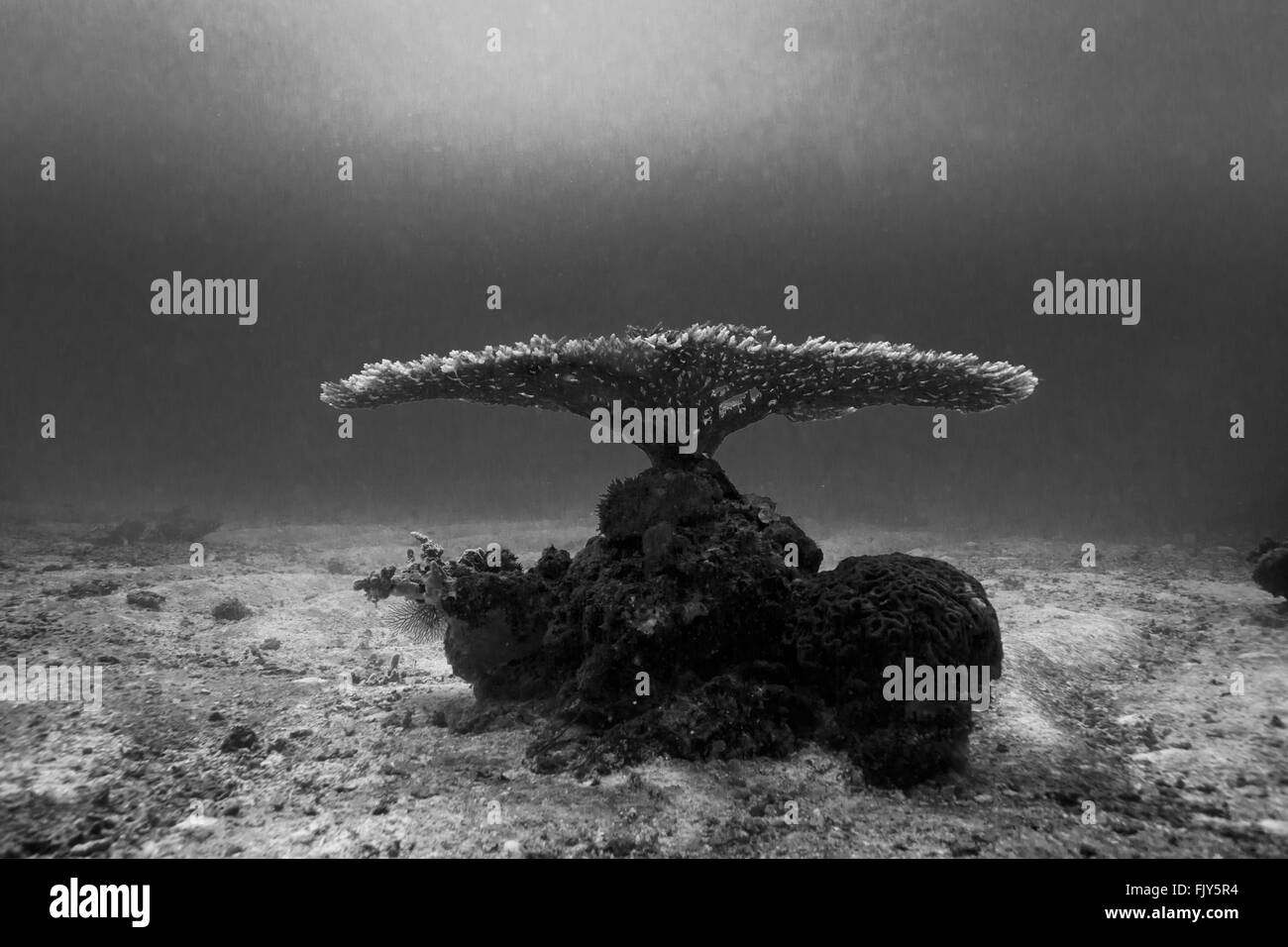 Tree like coral Black and White Stock Photos & Images - Alamy