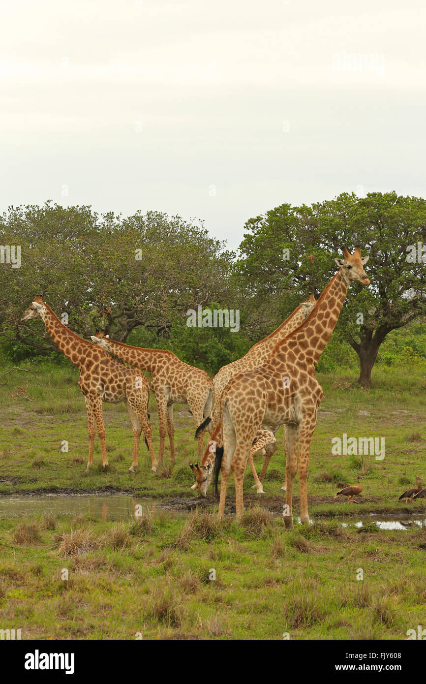Giraffe Herd at drinking pool South Africa Stock Photo - Alamy