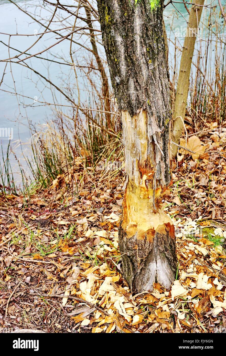 Beaver tree chew hi-res stock photography and images - Alamy