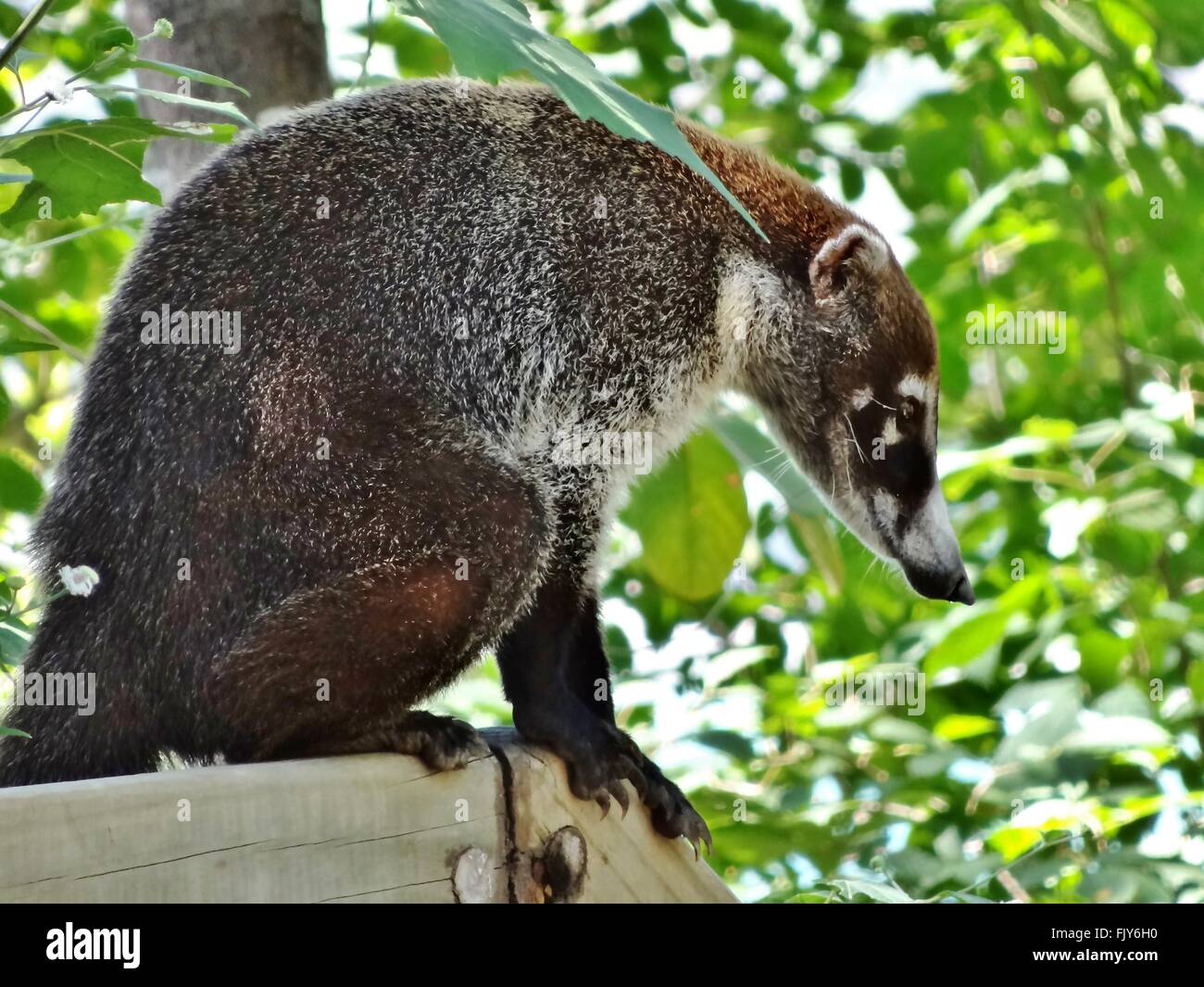 Costa rican pizote hi-res stock photography and images - Alamy