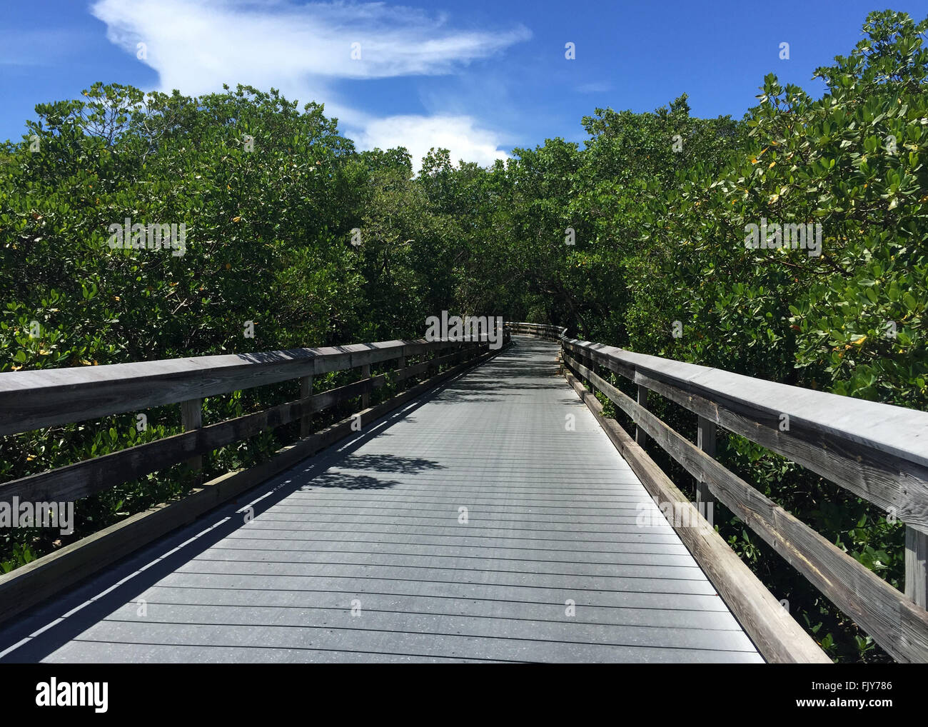 Wooden walkway through mangroves hi-res stock photography and images ...