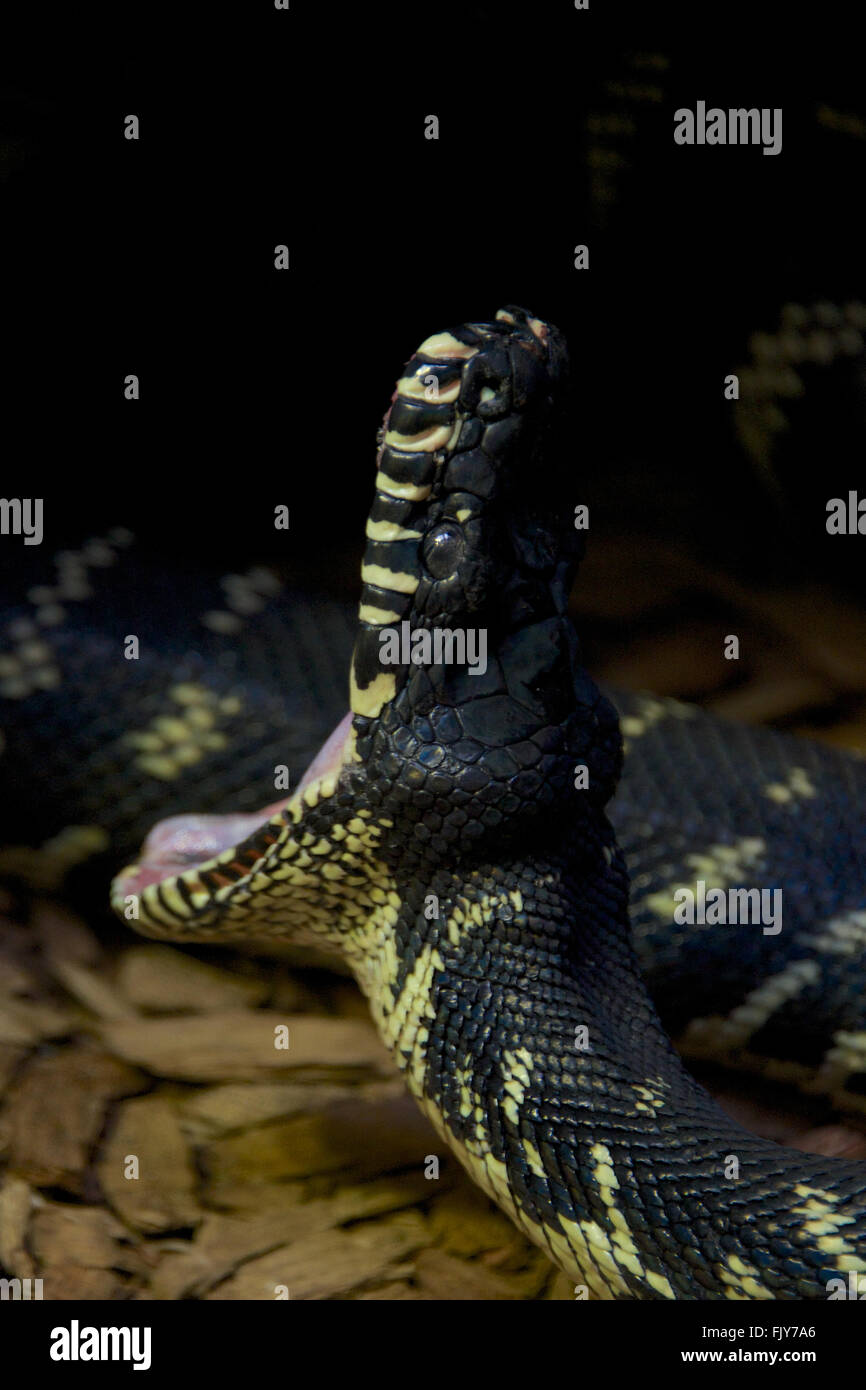 Boelen's python with its mouth wide open Stock Photo - Alamy