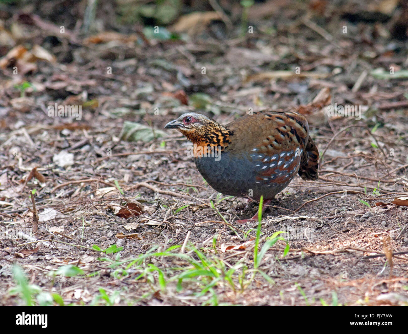 A Rufous-throated Partridge (Arborophila rufogularis) foraging for food ...