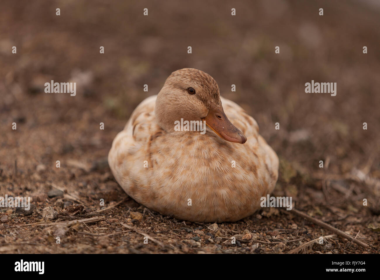 Mottled duck, Anas fulvigula, sitting at the side of a pond at the San ...